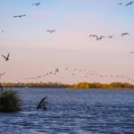 Escaroupim: 1 hour boat trip, guided tour - What to Expect During the Tour