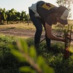 Estate tour and tasting - The Itinerary: A Well-Rounded Tour
