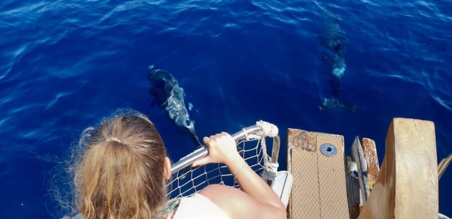 Estepona: Dolphin Search Boat Trip with Drink and Snacks - Key Points