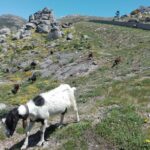 Estrela Mountain, full-day from Coimbra - The Charm of Piodão and Other Cultural Stops