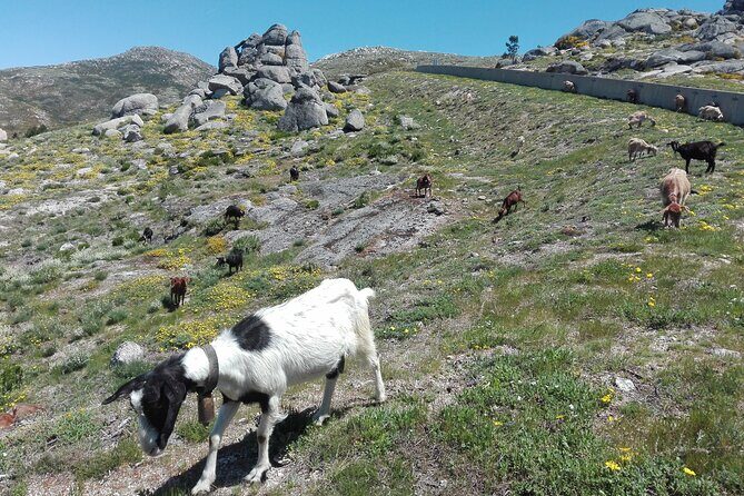 Estrela Mountain, full-day from Coimbra - The Charm of Piodão and Other Cultural Stops