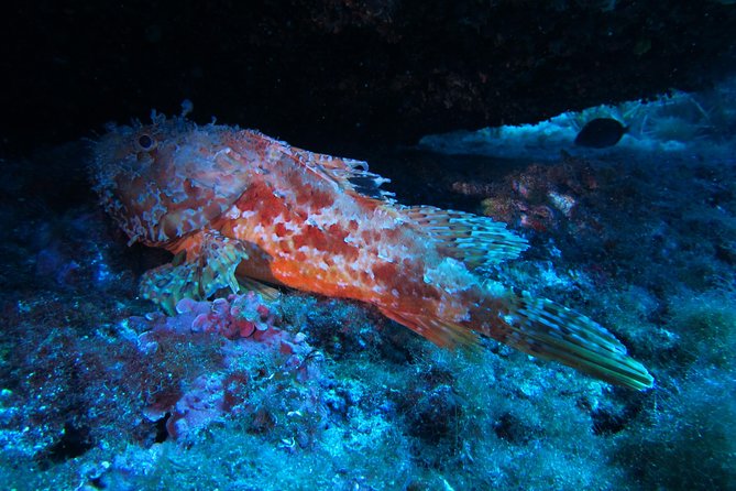 Etna & Diving Jeep Tour - A Closer Look at the Etna & Diving Jeep Tour