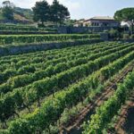 Etna North: Private Trekking and Wine tasting with light lunch - Practical Details & What They Mean for You