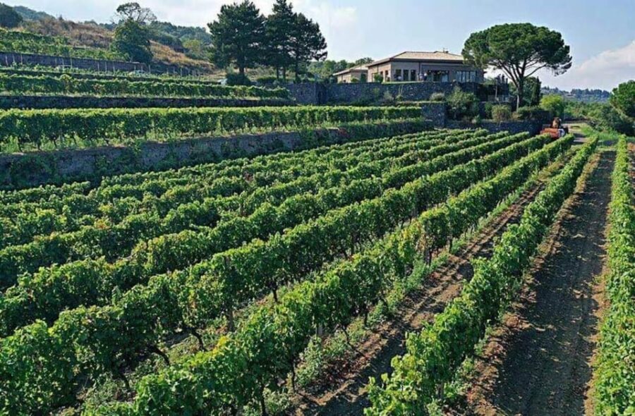 Etna North: Private Trekking and Wine tasting with light lunch - Practical Details & What They Mean for You