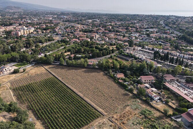 Etna Urban Winery - Tasting with Street Food Platter and vineyard - Practical Tips for Visitors