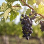 Evening of Wine and Scenic Views in Skiathos - Why This Tour Is a Great Fit