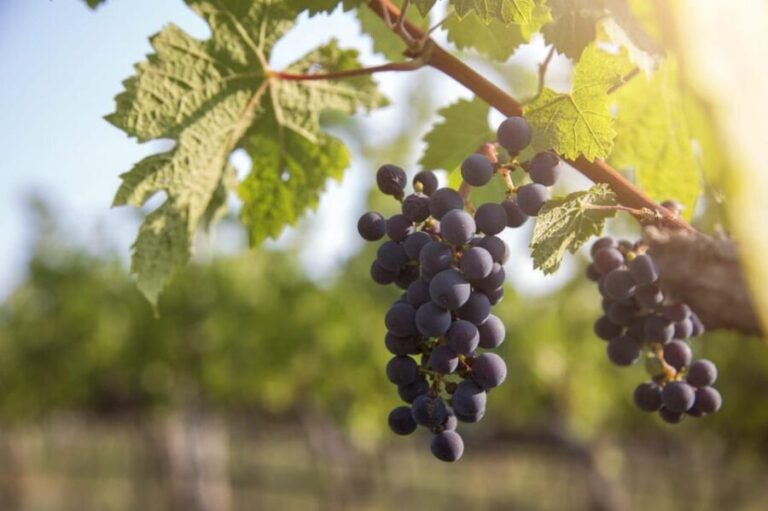 Evening of Wine and Scenic Views in Skiathos - Why This Tour Is a Great Fit