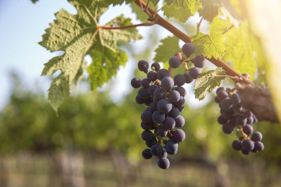 Evening of Wine and Scenic Views in Skiathos - Why This Tour Is a Great Fit