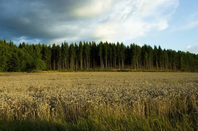 Evening Wildlife Safari from Stockholm - An Honest Look at the Safari Experience