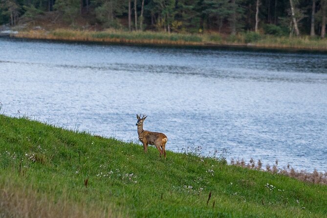 Evening Wildlife Safari with Campfire Dinner from Stockholm - Key Points