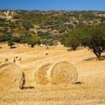 EVORA & MONSARAZ FULL-DAY PRIVATE TOUR with winery, cork & gourmet tavern - FAQ