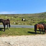 Exclusive full day guided tour - West Cornwall - Experience Overview: What Makes This Tour Stand Out?