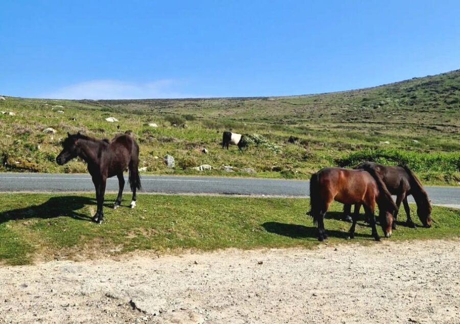 Exclusive full day guided tour - West Cornwall - Experience Overview: What Makes This Tour Stand Out?