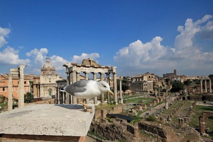 Exclusive Private Tour: Colosseum, Roman Forum, and Palatine - Practical Details and Value