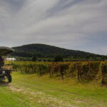 Exclusive Suvereto tour from Florence: Land of Elisa Bonaparte - The Itinerary in Detail