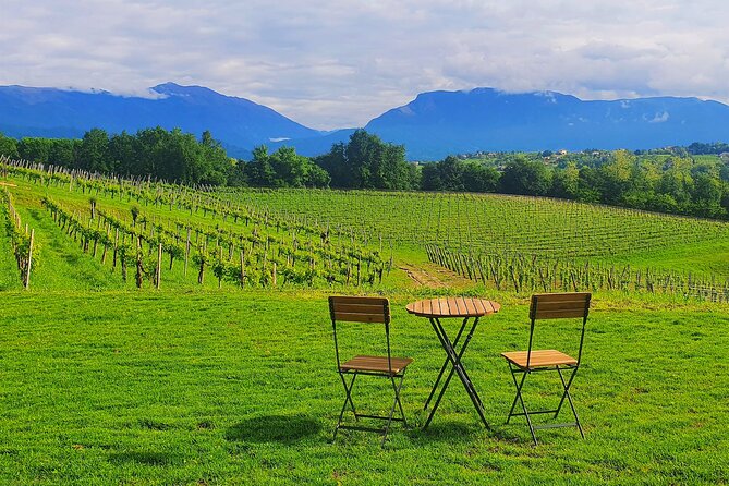Exclusive Tour of the Vineyards with Visit to the Cellar! - Introduction