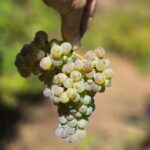 Exclusive Vinho Verde (Green Wine) experience & lunch - How This Tour Compares to Others