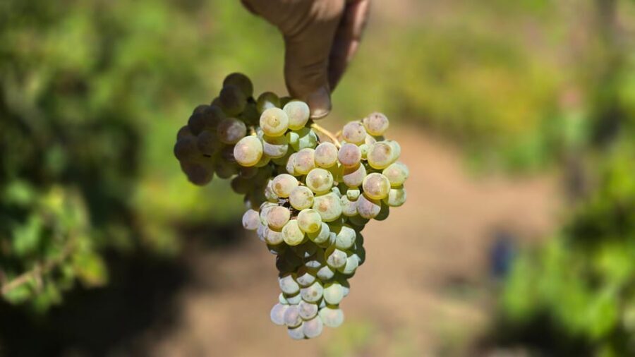 Exclusive Vinho Verde (Green Wine) experience & lunch - How This Tour Compares to Others
