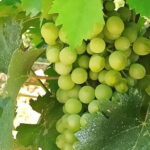 EXCLUSIVE Wine Tour in Chianti & San Gimignano (Lunch & Wine Tasting included) - The Authenticity and Value