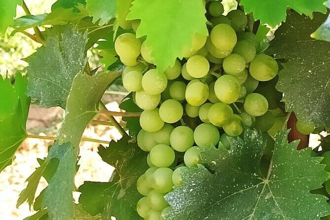 EXCLUSIVE Wine Tour in Chianti & San Gimignano (Lunch & Wine Tasting included) - The Authenticity and Value