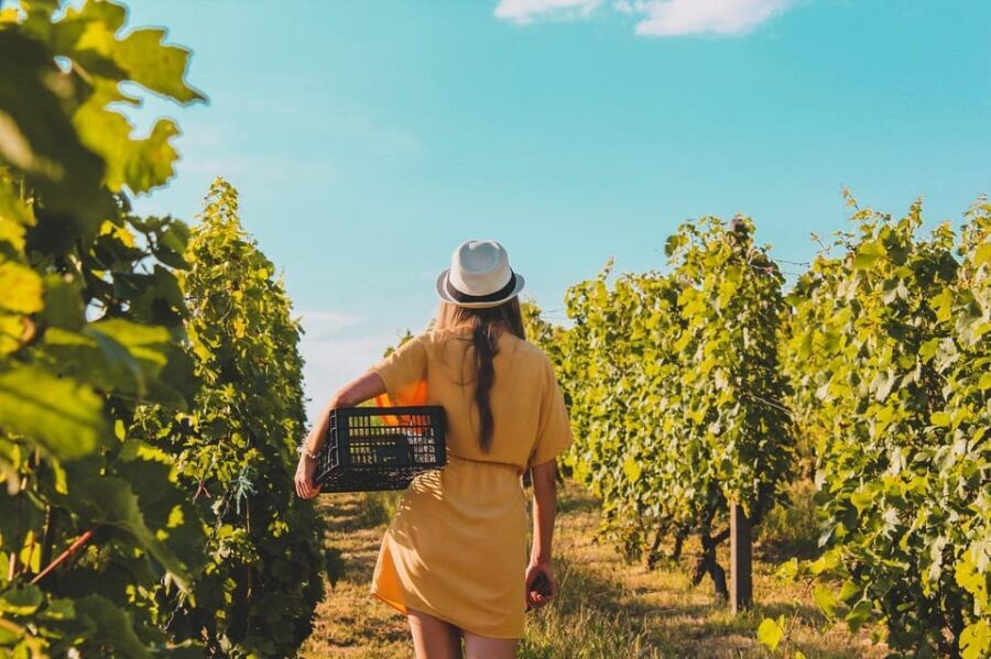 Exclusive Wine Tour: Sardinian Winery + Round-Trip Transfer - A Detailed Look at the Itinerary