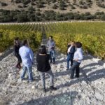 Exclusive Winery tour and tasting in the Golden Mile - Authentic, Tasteful, and Educational