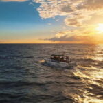 Excursion to see the whales - 3 Hours - The Itinerary: A Closer Look