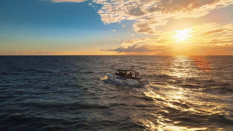 Excursion to see the whales - 3 Hours - The Itinerary: A Closer Look