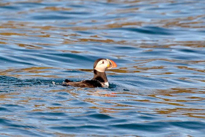 Exhilarating Rib experience - Dingle sea safari - Key Points