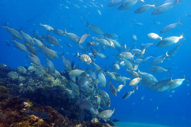 Experience 2-Hour Guided Snorkelling in Costa Teguise Lanzarote - Why This Tour Stands Out