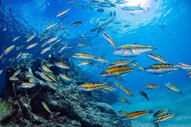 Experience Snorkelling in Puerto Del Carmen, Lanzarote - Who Is This Tour Perfect For?
