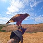 Experience with birds of prey in Tuscany - Who Is This Tour Best For?