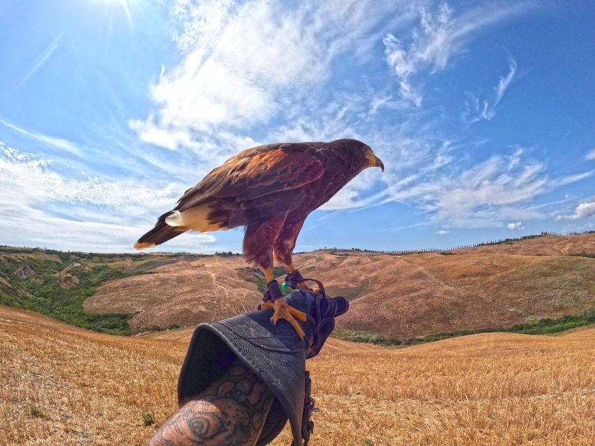 Experience with birds of prey in Tuscany - Who Is This Tour Best For?