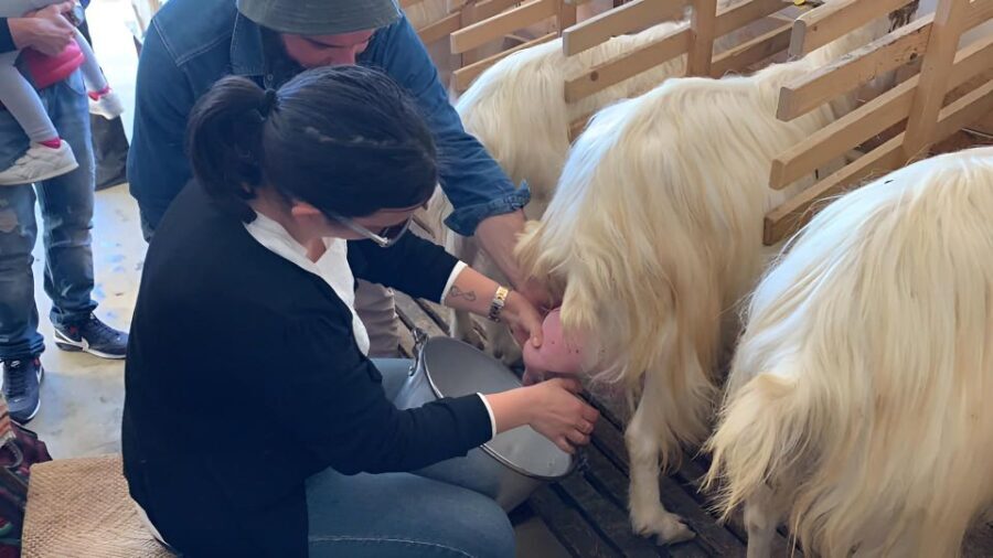 Experience with Girgentan goats in Agrigento - Who Will Love This Tour?