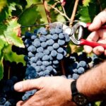 Explore Elegance: Savor 3 Exquisite Wines at Tenuta Bossi - Why This Tour Offers Genuine Value