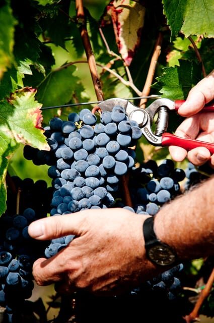 Explore Elegance: Savor 3 Exquisite Wines at Tenuta Bossi - Why This Tour Offers Genuine Value