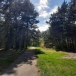 Explore Sobieszewo Island: Nature Walk & Wildlife Tour - A Gentle Introduction to Sobieszewo Island