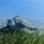 Explore the ocean - Snorkeling for Beginners Los Cristianos - The Itinerary: What to Expect
