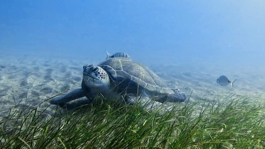 Explore the ocean - Snorkeling for Beginners Los Cristianos - The Itinerary: What to Expect