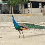 Faana: Brijuni Islands Cruise with Peacock Island Stop - What the Reviews Say