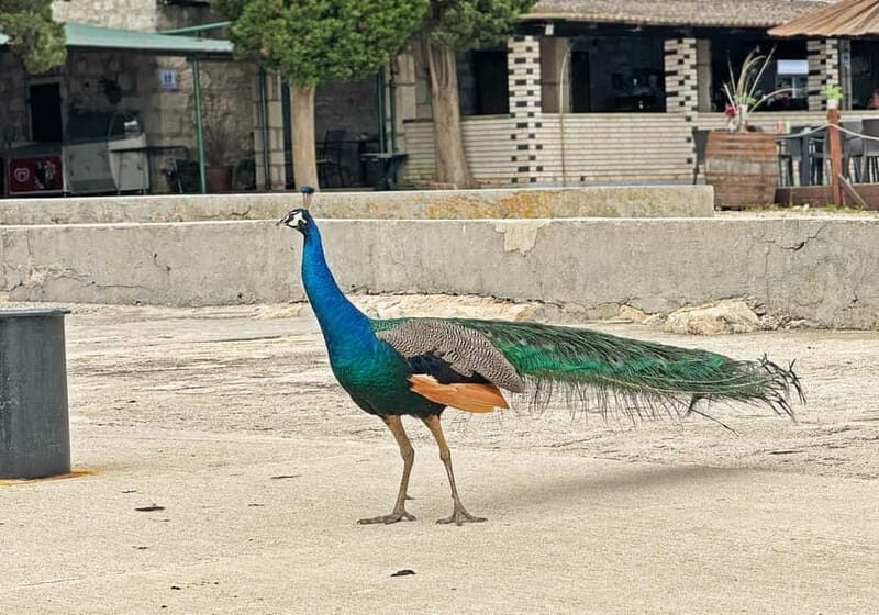 Faana: Brijuni Islands Cruise with Peacock Island Stop - What the Reviews Say