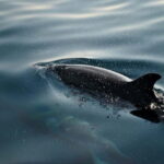 FAANA: DOLPHIN SAFARI - The Itinerary and Highlights