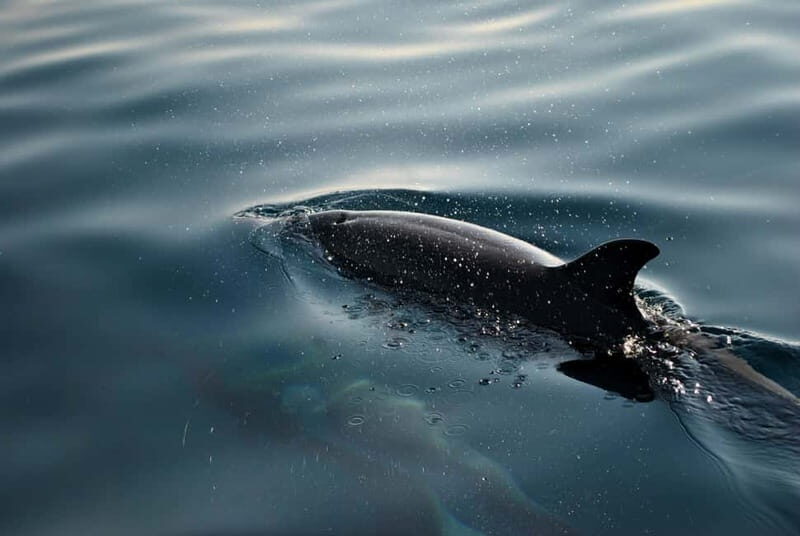 FAANA: DOLPHIN SAFARI - The Itinerary and Highlights