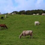 Faial Island: Personalized tour with Pic Nic - What You Can Expect From This Tour