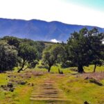 Fanal / Assobiadores - Levada Walk - The Itinerary: A Walking Journey Through Madeira’s Forests and Vistas