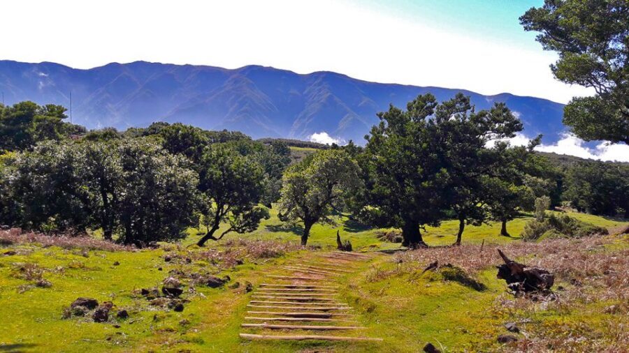 Fanal / Assobiadores - Levada Walk - The Itinerary: A Walking Journey Through Madeira’s Forests and Vistas