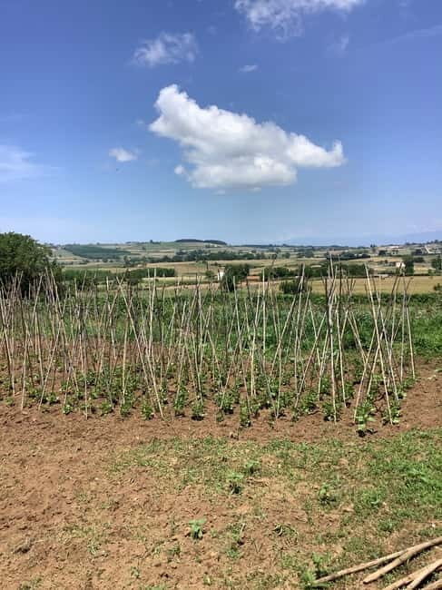 Farm-to-table Food Experience - An In-Depth Look at the Farm-to-Table Experience