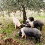 Farm Tour: the Cinta Senese Tuscan pig - What Can You Expect During the Tour?