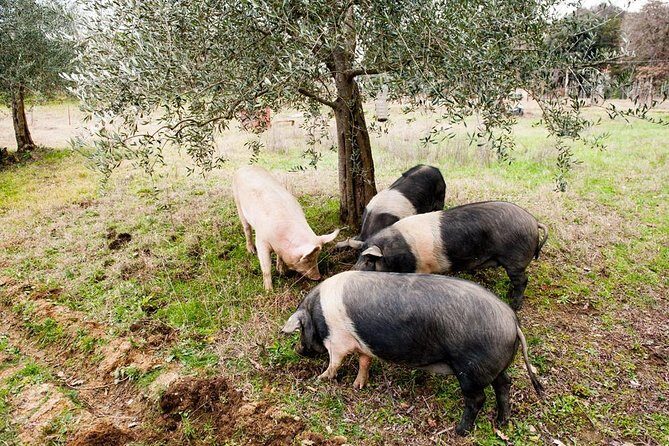 Farm Tour: the Cinta Senese Tuscan pig - What Can You Expect During the Tour?