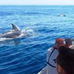 Faro: Dolphin and Marine Life Watching Boat Tour - The Itinerary Breakdown